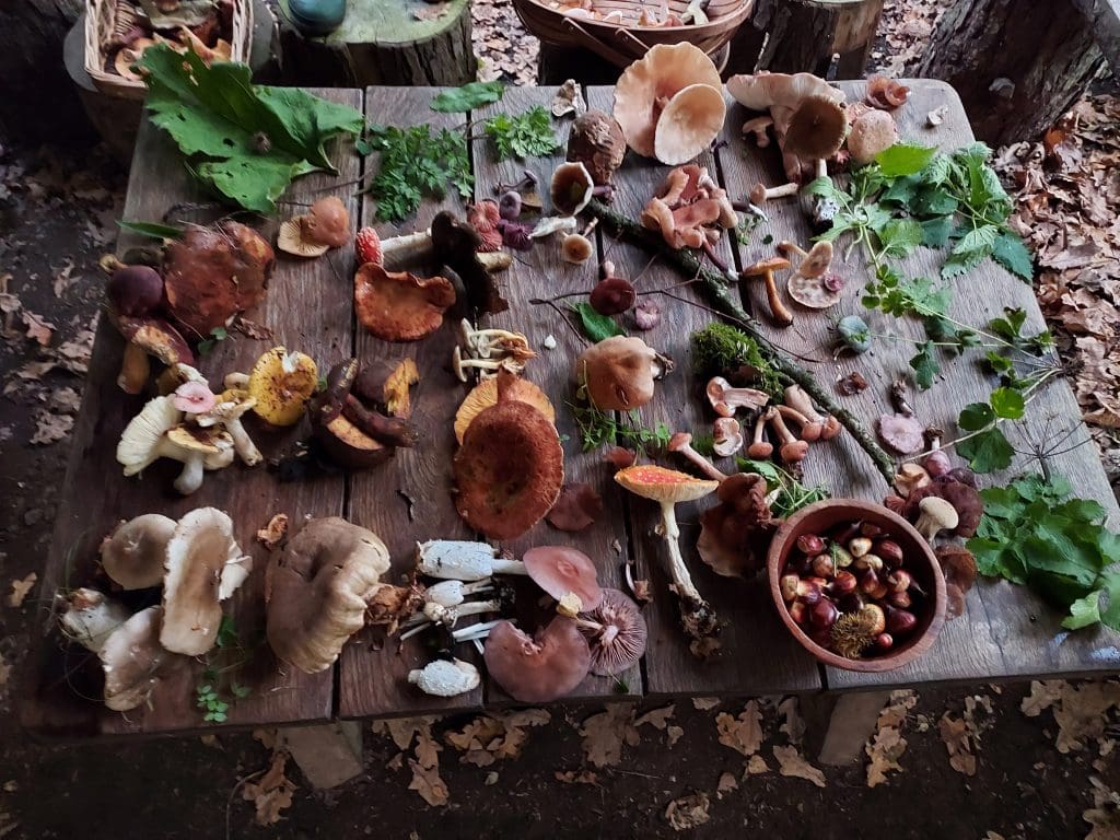 The Definition of Foraging: Its Evolutionary Importance