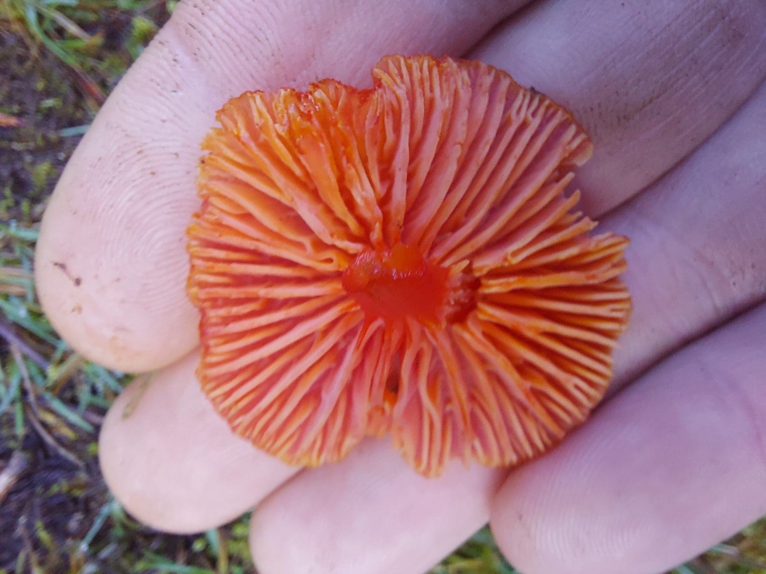 Poison Hemlock (Conium Maculatum) Identification