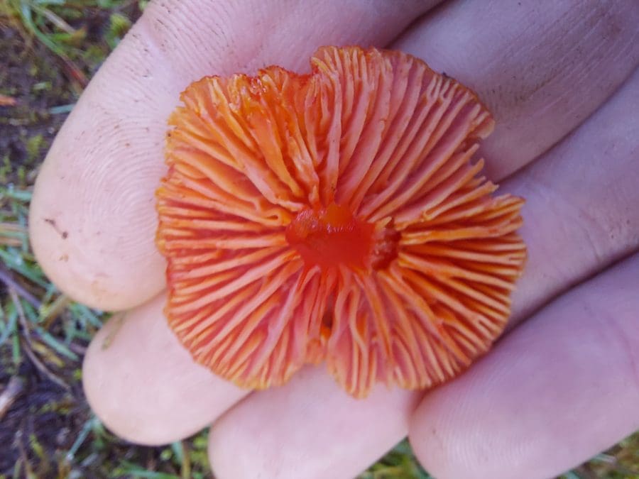 Foraging For Dyes: A Great Guide to Wild Colour