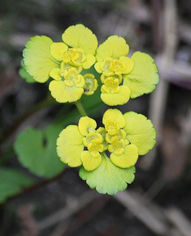 Alternate-leaved Saxifrage (Chrysoplenium alternifolium) Identification