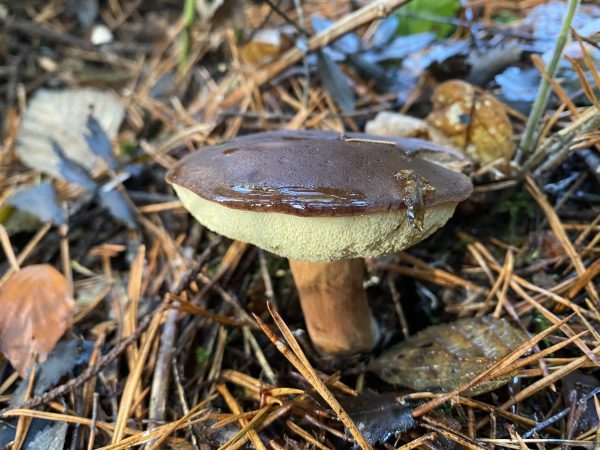 Bay Bolete (Imleria badia)