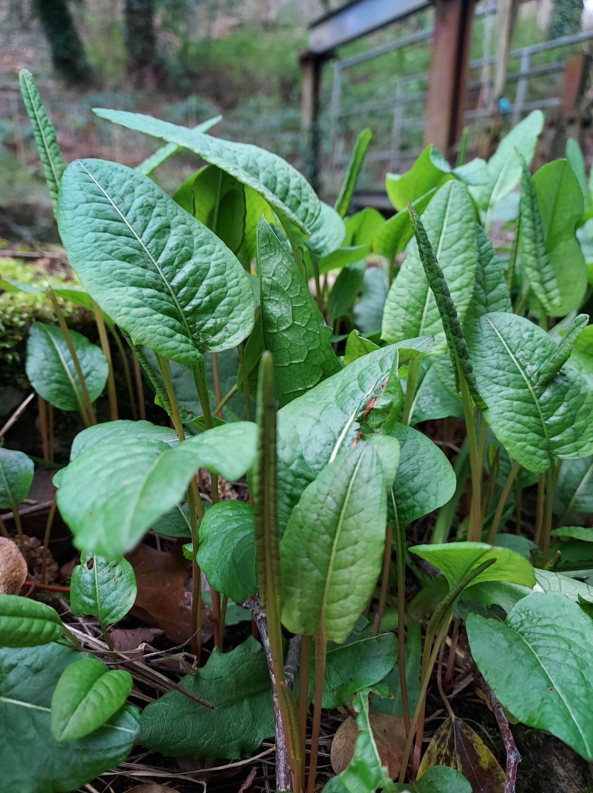 Bistort (Bistorta officinalis) Identification