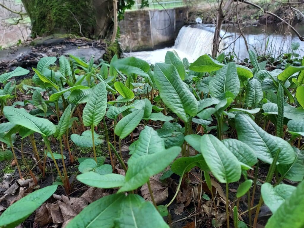 Ragwort (Senecio jacobaea) Identification Guide
