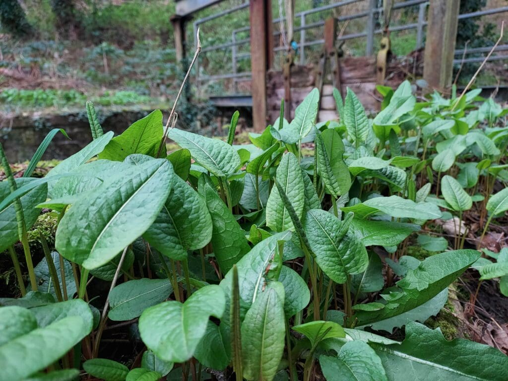 Bistort (Bistorta officinalis) Identification