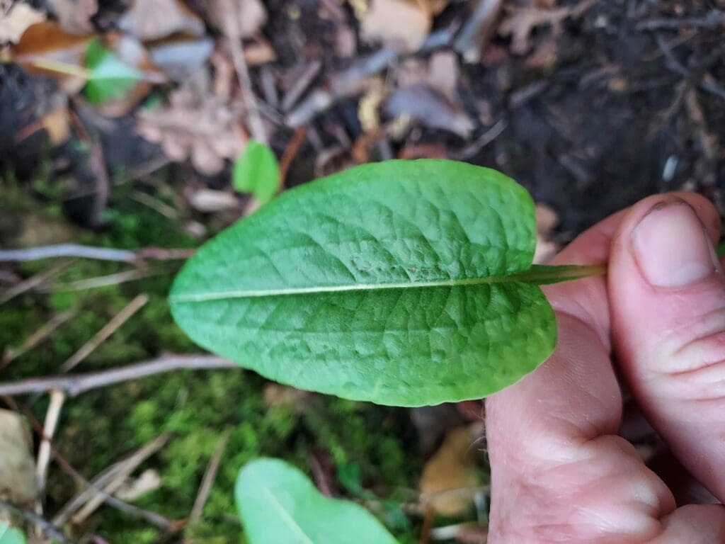Bistort (Bistorta officinalis) Identification
