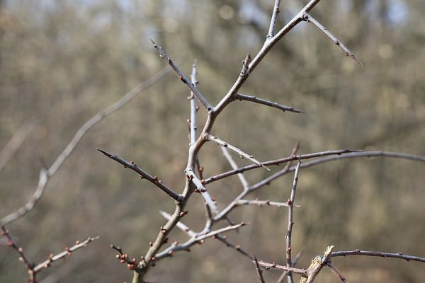 Blackthorn (Prunus spinosa) Identification