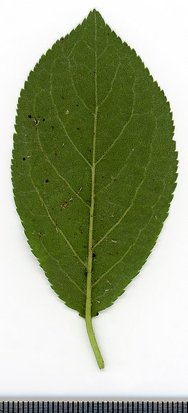 Blackthorn (Prunus spinosa) Identification