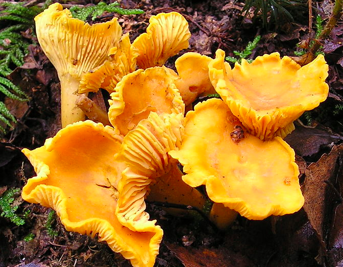 Chanterelles or False Chanterelles?