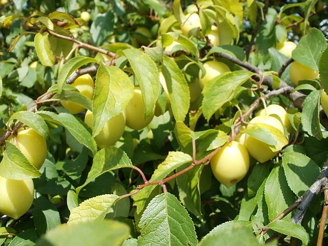 Cherry Plum (Prunus cerasifera) Identification