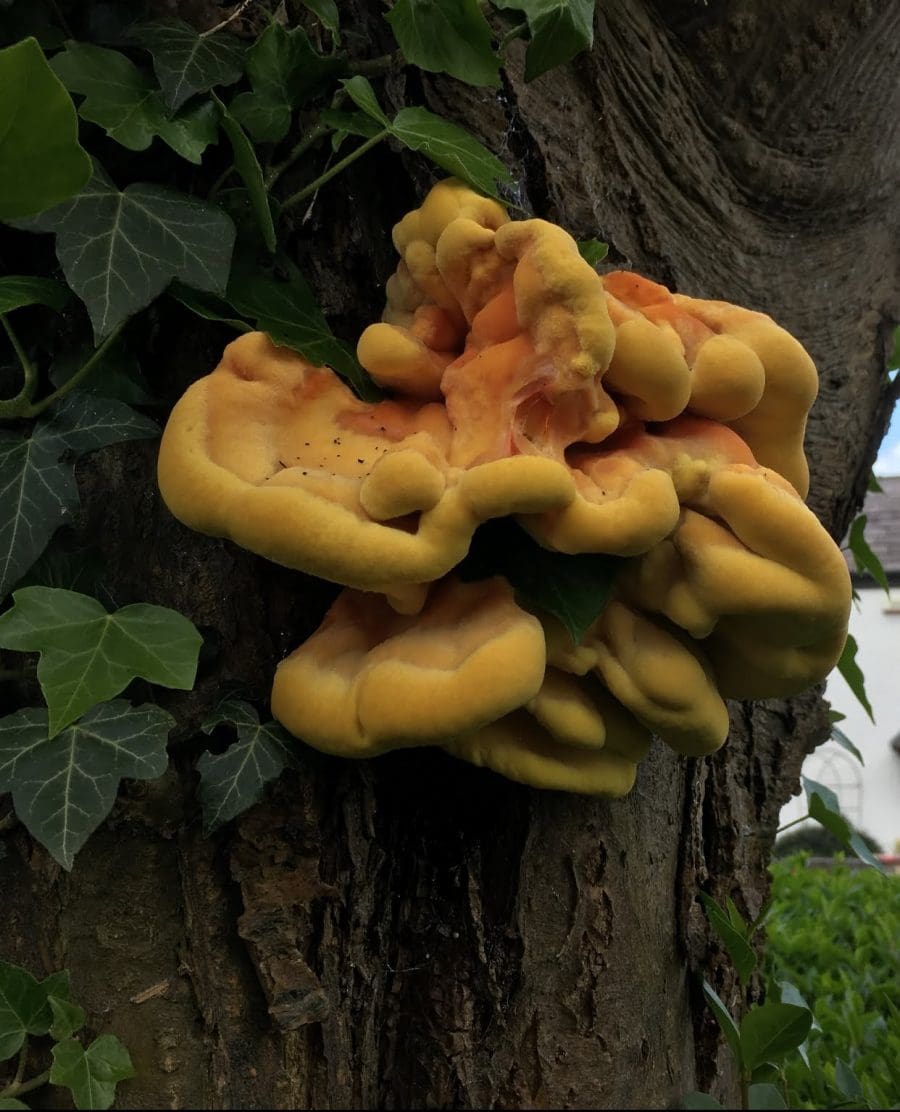 Poison Hemlock (Conium Maculatum) Identification