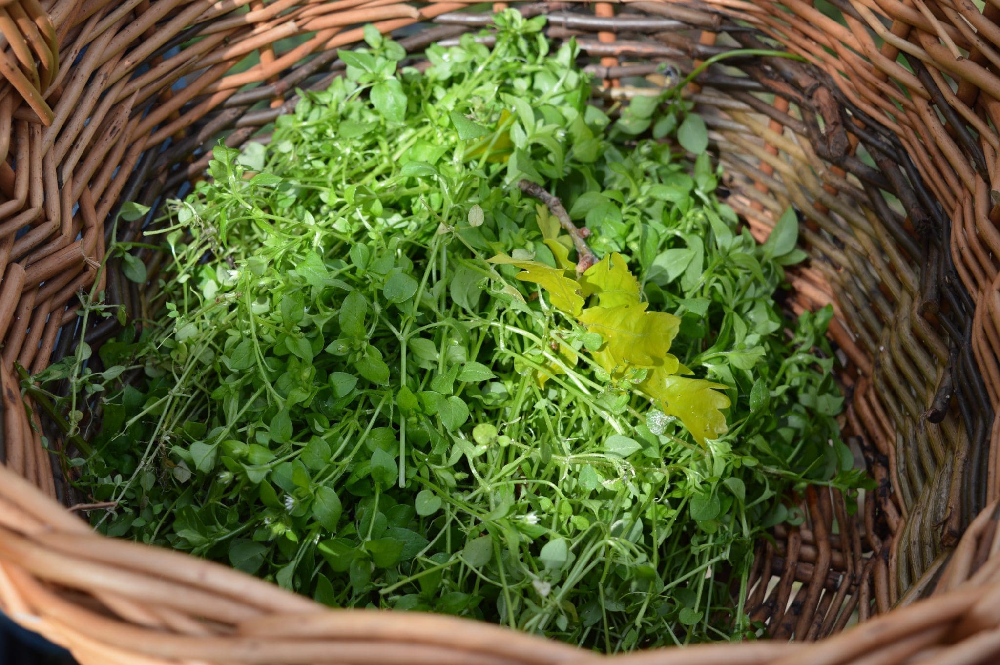 Foraging at the Coast