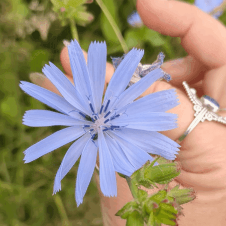 Chicory (Chichorium intybus) Identification