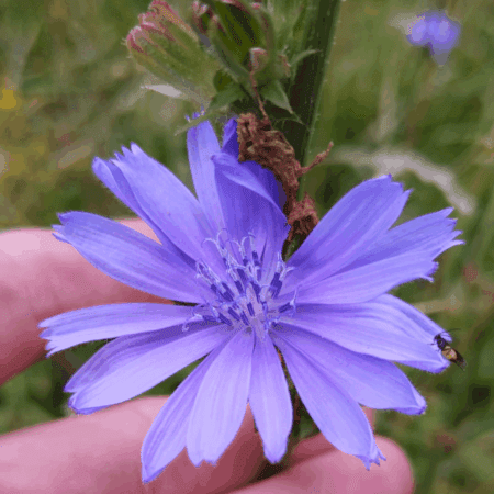 Chicory (Chichorium intybus) Identification