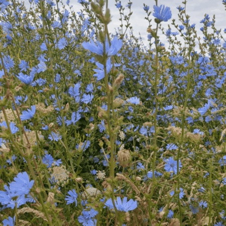 Chicory (Chichorium intybus) Identification
