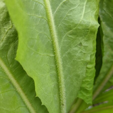 Chicory (Chichorium intybus) Identification