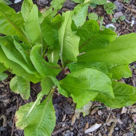 Chicory (Chichorium intybus) Identification