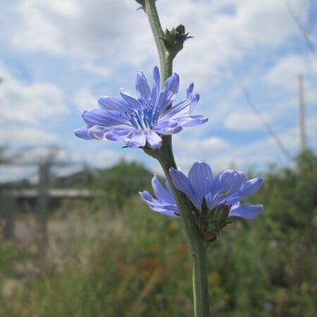 Chicory (Chichorium intybus) Identification