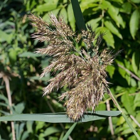 Common Reed (Phragmites australis) Identification
