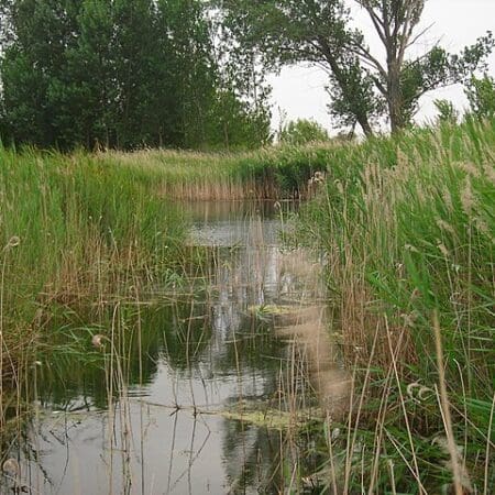 Common Reed (Phragmites australis) Identification
