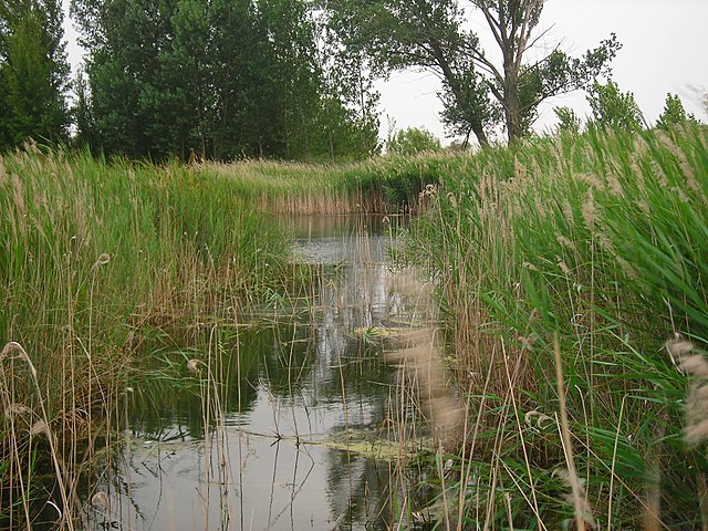Common Reed (Phragmites australis) Identification