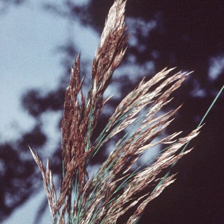 Common Reed (Phragmites australis) Identification