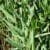 Common Reed (Phragmites australis) Identification
