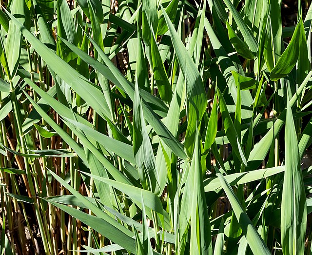Common Reed (Phragmites australis) Identification