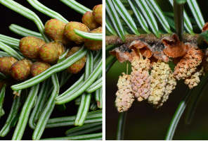 Grand Fir (Abies grandis) Identification