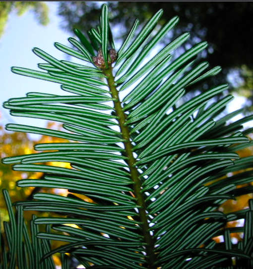 Grand Fir (Abies grandis) Identification