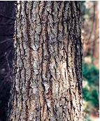 Grand Fir (Abies grandis) Identification