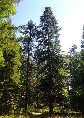 Grand Fir (Abies grandis) Identification