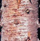 Grand Fir (Abies grandis) Identification