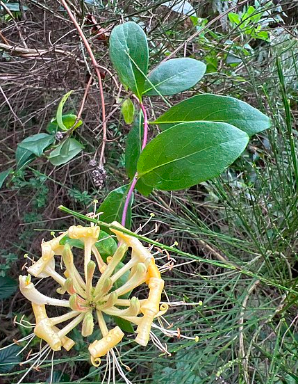 Honeysuckle (Lonicera periclymenum) Identification