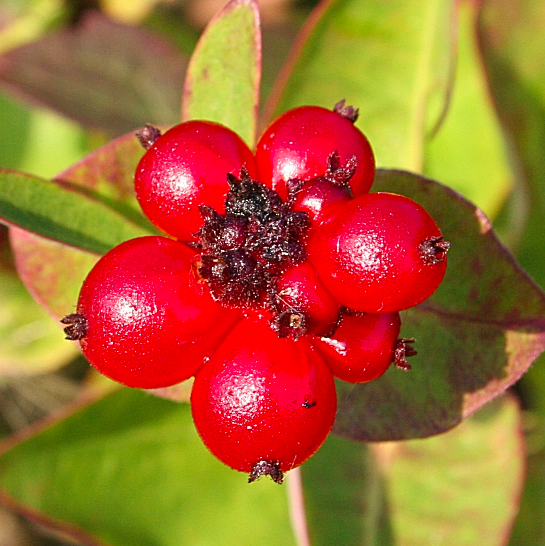 Honeysuckle (Lonicera periclymenum) Identification