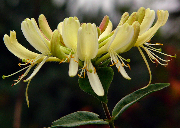 Honeysuckle (Lonicera periclymenum) Identification