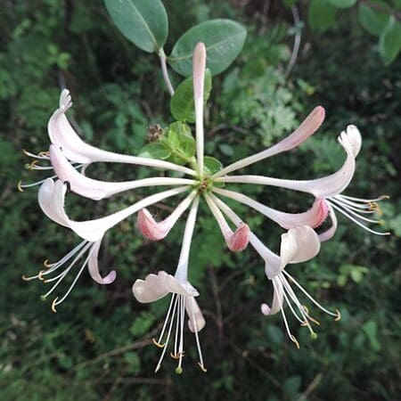 Honeysuckle (Lonicera periclymenum) Identification