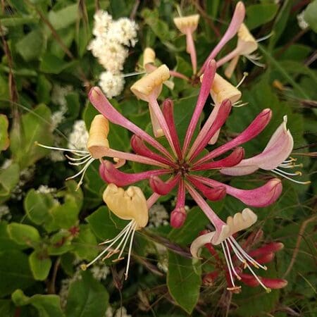 Honeysuckle (Lonicera periclymenum) Identification