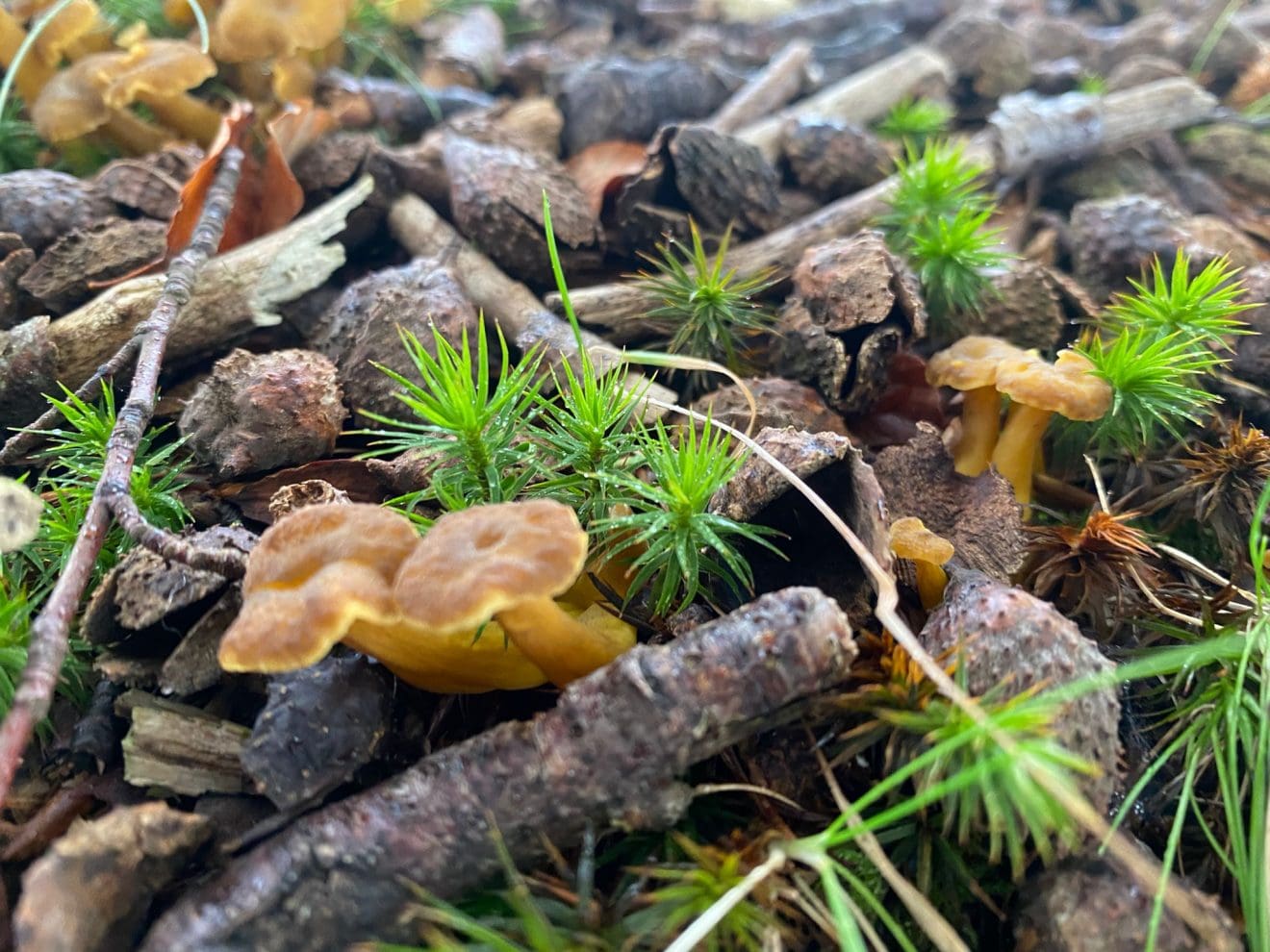 Foraging in September: Our Top 5 Things to Pick