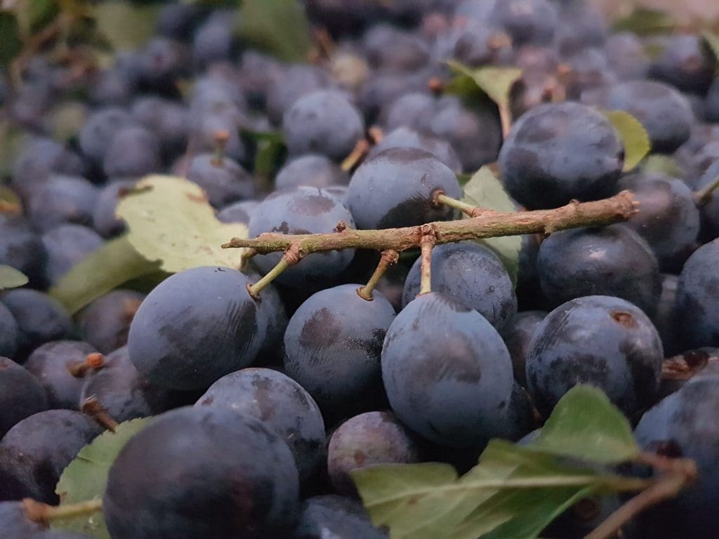 Hawthorn (Crataegus monogyna) Identification