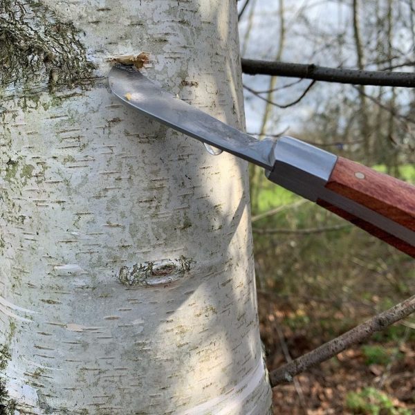Identify Silver Birch