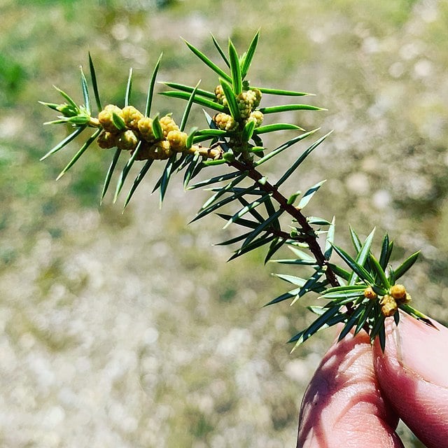 Juniper (Juniperis communis) Identification