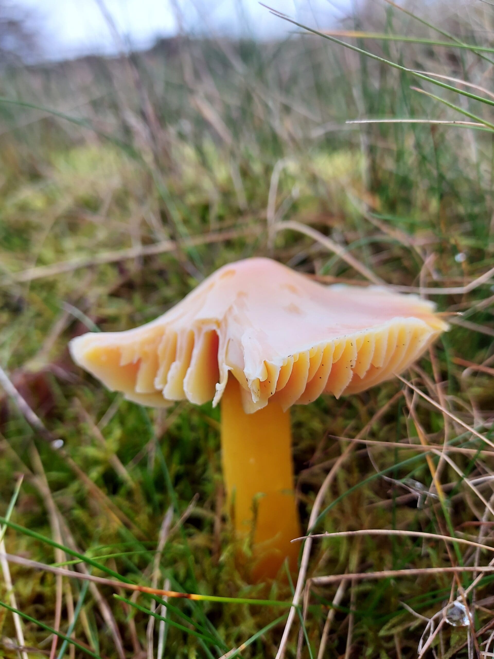 Waxcap mushrooms: A Great Introduction Guide