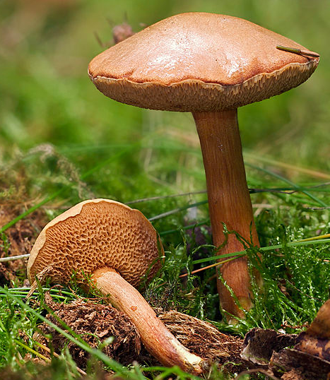 Peppery bolete (Chalciporus piperatus) Foraging