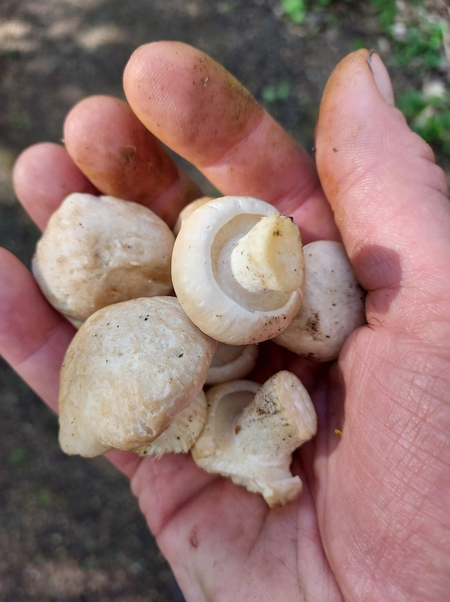 Nature’s Calendar: What to Forage Each Month