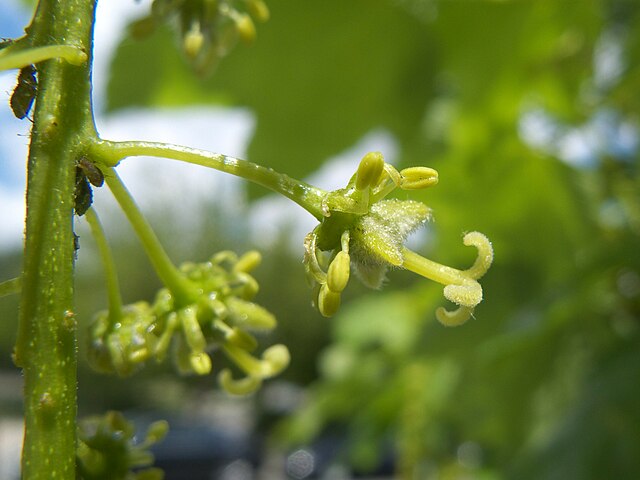 Sycamore (Acer pseudoplatanus) Identification Guide