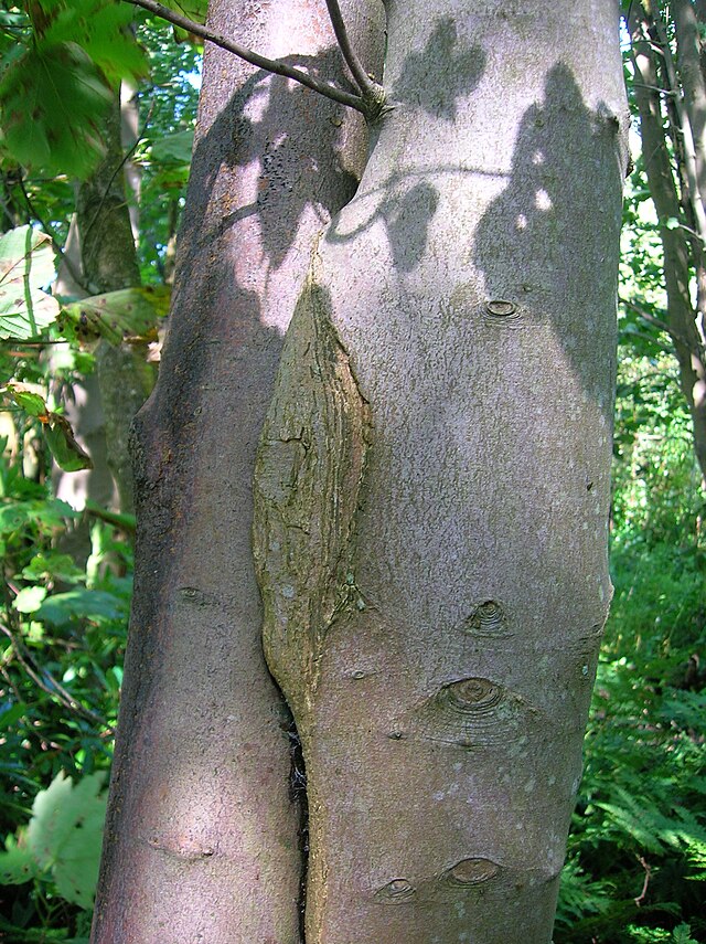 Sycamore (Acer pseudoplatanus) Identification Guide