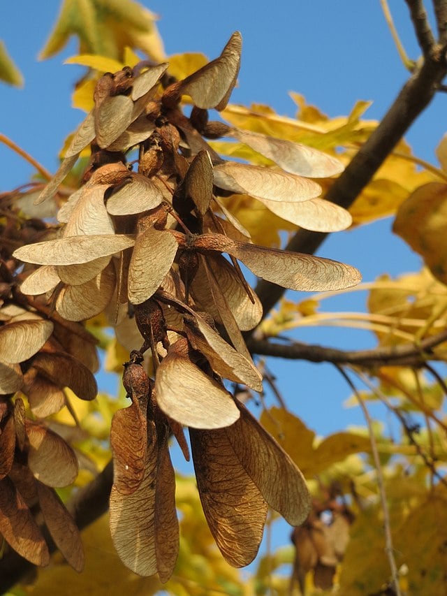 Sycamore (Acer pseudoplatanus) Identification Guide