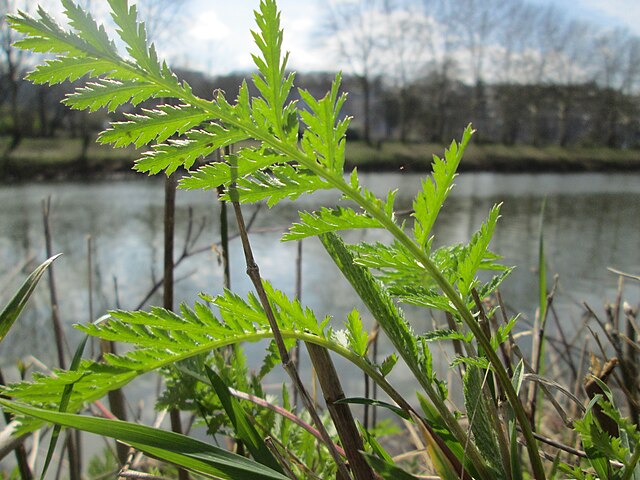 Tansy (Tanacetum vulgare) Identification Guide
