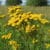Tansy (Tanacetum vulgare) Identification Guide