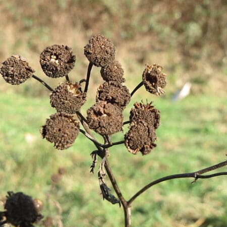 Tansy (Tanacetum vulgare) Identification Guide